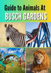 2025 Ultimate Guide to the Busch Gardens Tampa Animals: Everything You ...