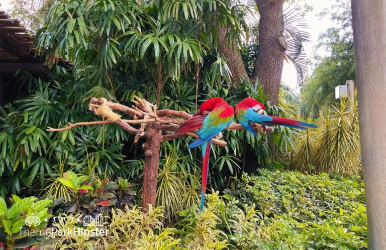 2026 Ultimate Guide to Discovery Cove at SeaWorld Orlando: Florida's ...