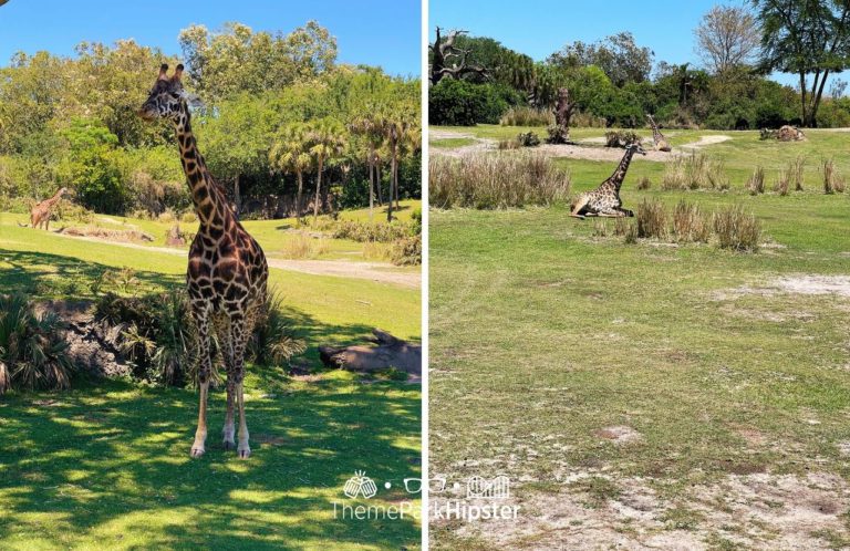 Embark on a Wild Expedition: Ultimate Guide to Kilimanjaro Safaris at ...