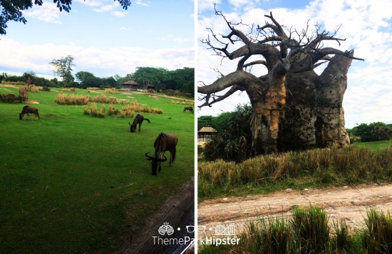 Embark on a Wild Expedition: Ultimate Guide to Kilimanjaro Safaris at ...
