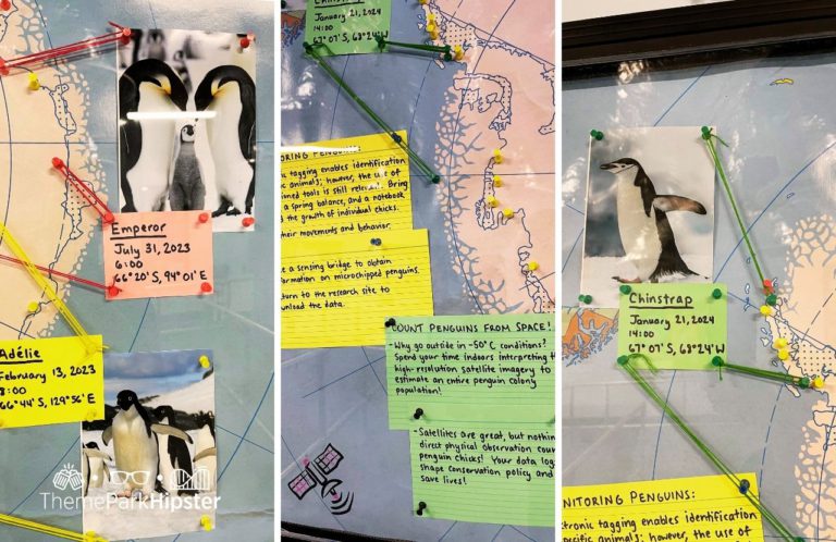 Penguin Trek Roller Coaster at SeaWorld Orlando: The ULTIMATE Guide ...